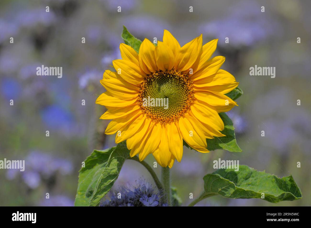 Sunflower (Helianthus annuus), single sunflower in (phacelia) field ...