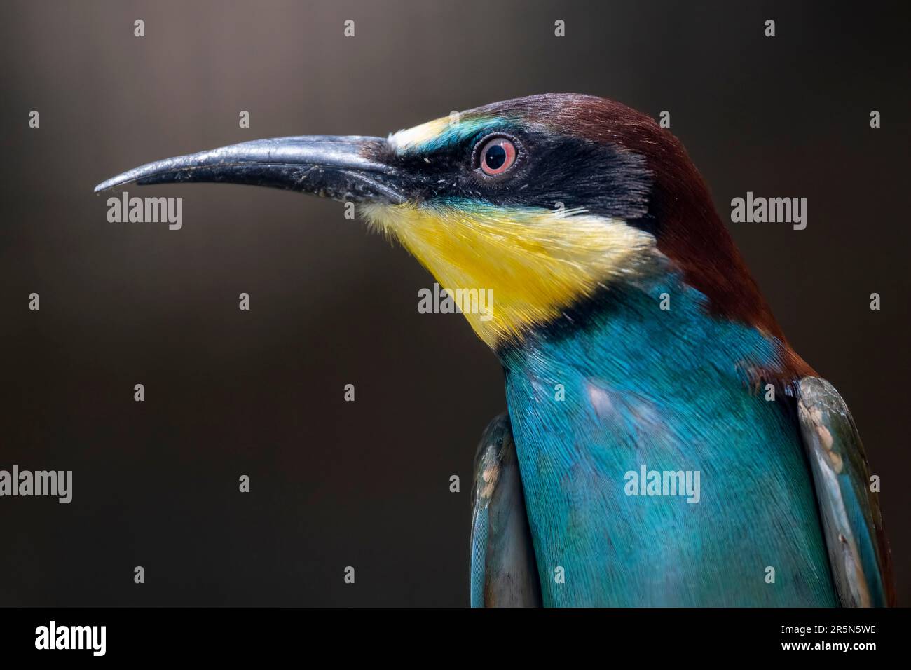 Bee-eater (Merops apiaster), animal portrait, captive Stock Photo - Alamy