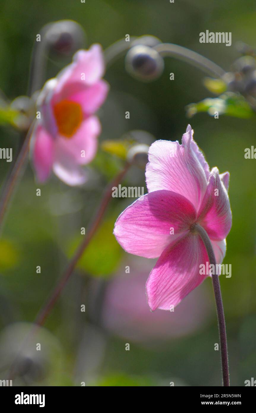 Japanese anemone (Anemone hupehensis) flowering in the garden, chinese ...