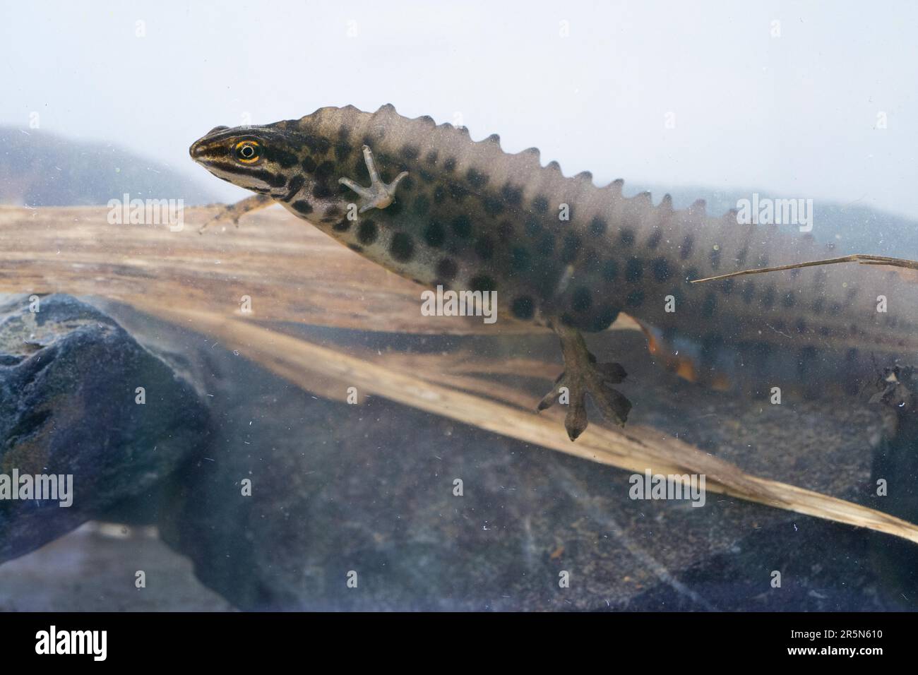 Common newt (Lissotriton vulgaris), male in water spawning, underwater ...