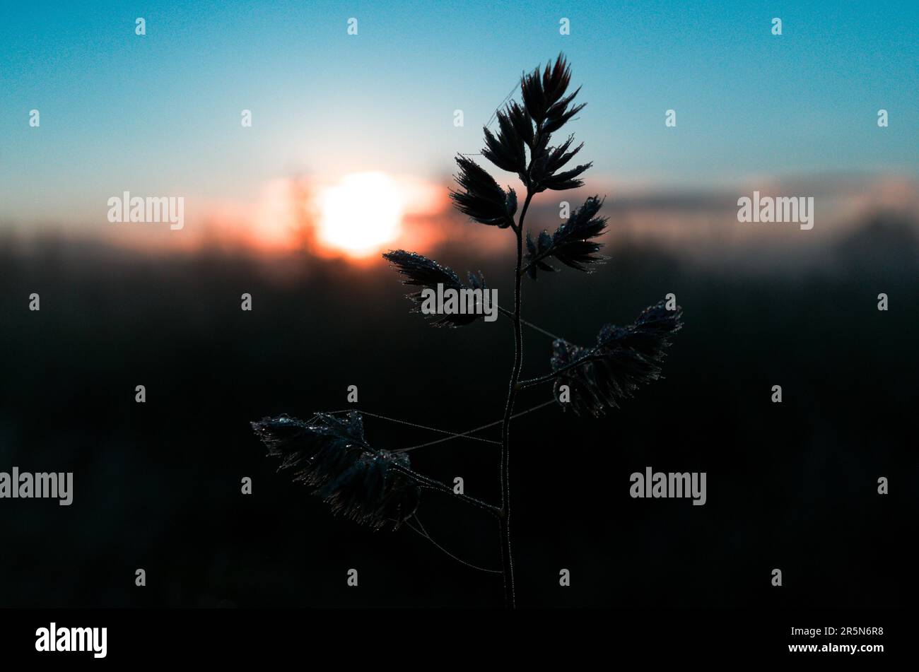 Wild grass silhouette close up picture. Branch of wild grass with dew ...
