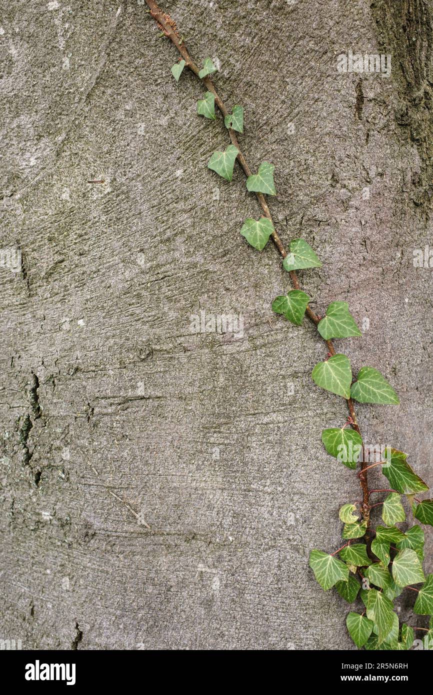 Tree structure as background Stock Photo - Alamy