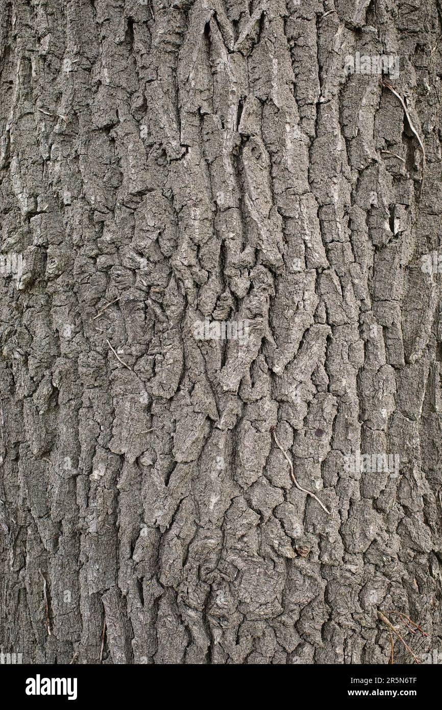 Tree structure as background Stock Photo - Alamy