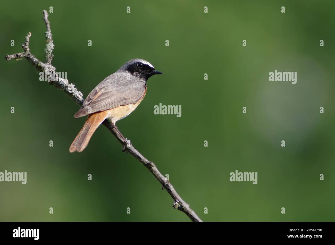 Redstart, Bird of the Year 2011 Stock Photo - Alamy