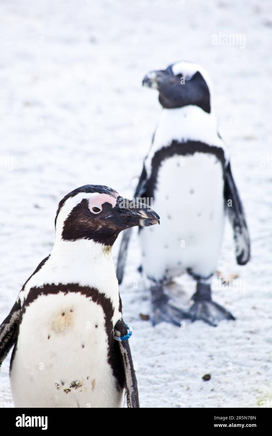 African Penguins are about 68cm in length, and weigh between 2. 1 and 3 ...