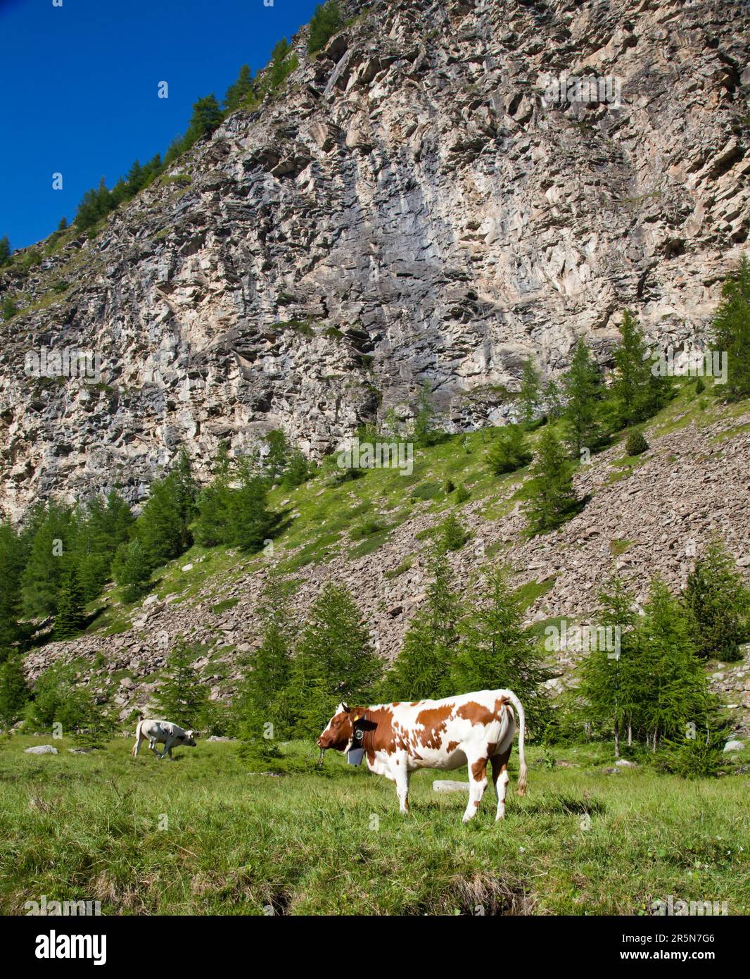 Italian cows during a sunny day close to Susa, Piedmont, Italian Alps ...