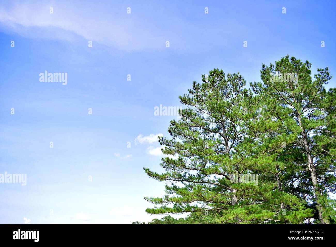 The blue sky and white clouds and pine trees hi-res stock photography ...