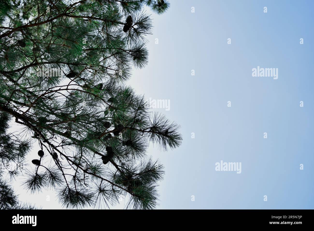 Framed by pine tree hi-res stock photography and images - Alamy