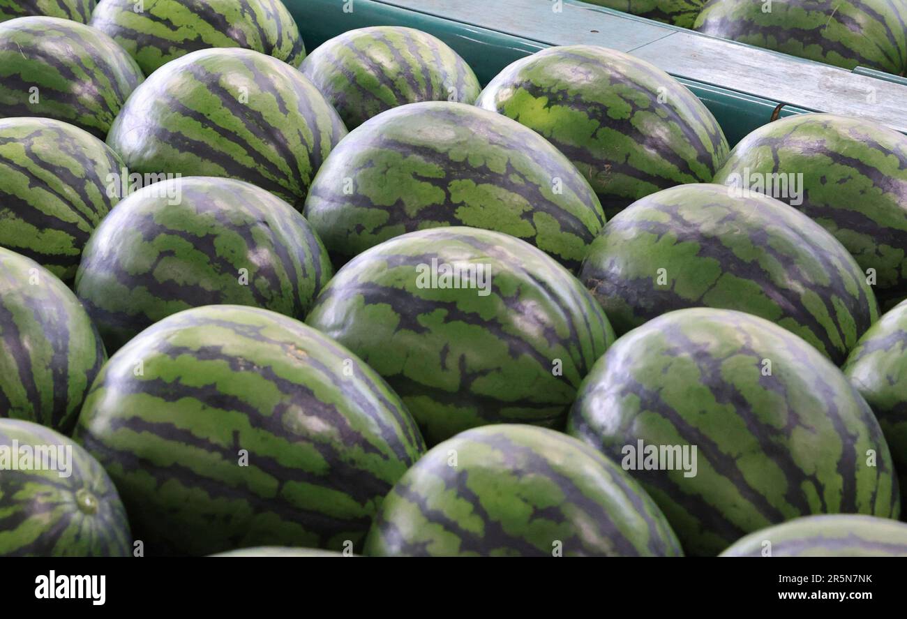 Watermelons are lined up at a fruit sorting facility in Hokuei Town ...
