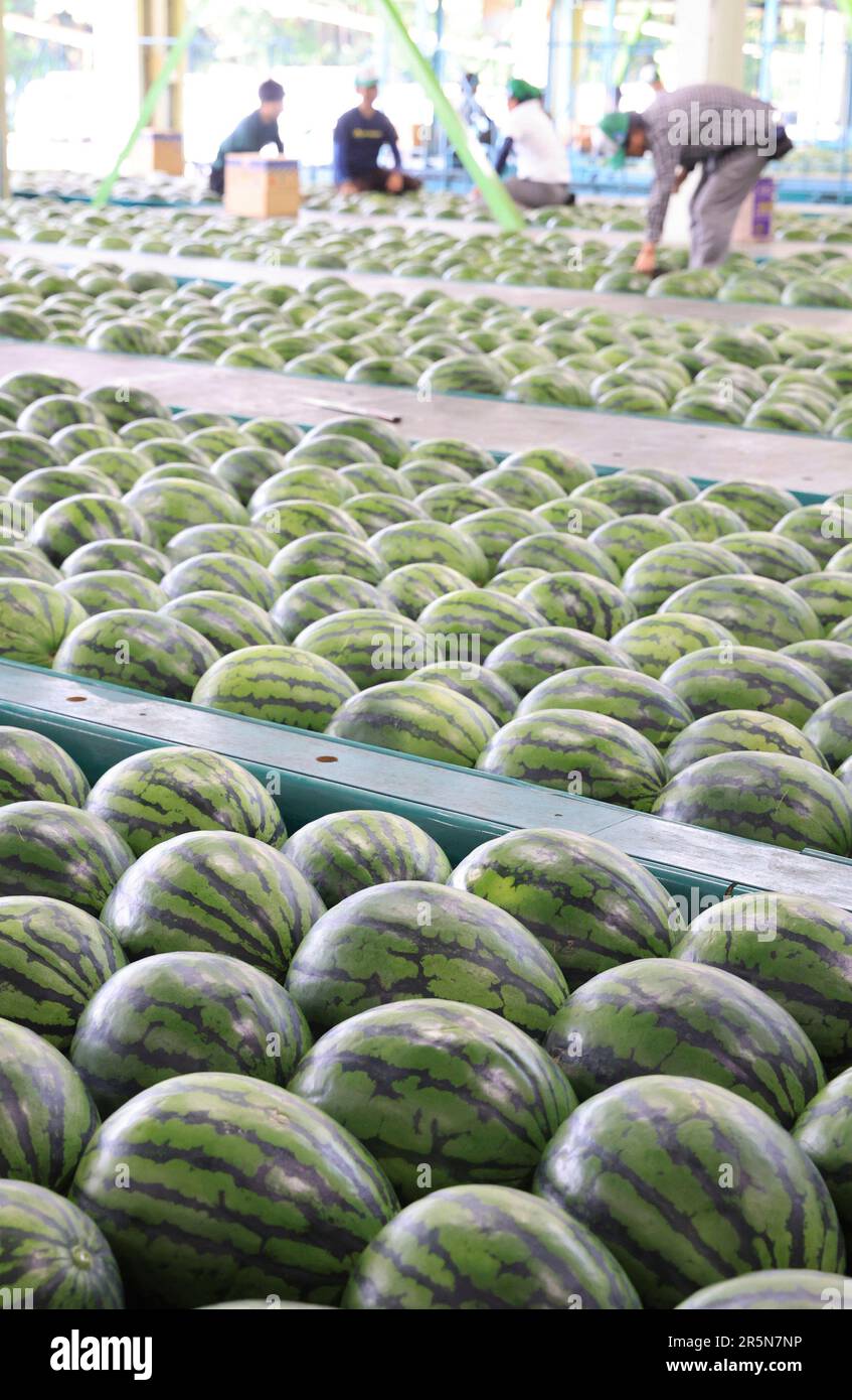 Watermelons are lined up at a fruit sorting facility in Hokuei Town ...