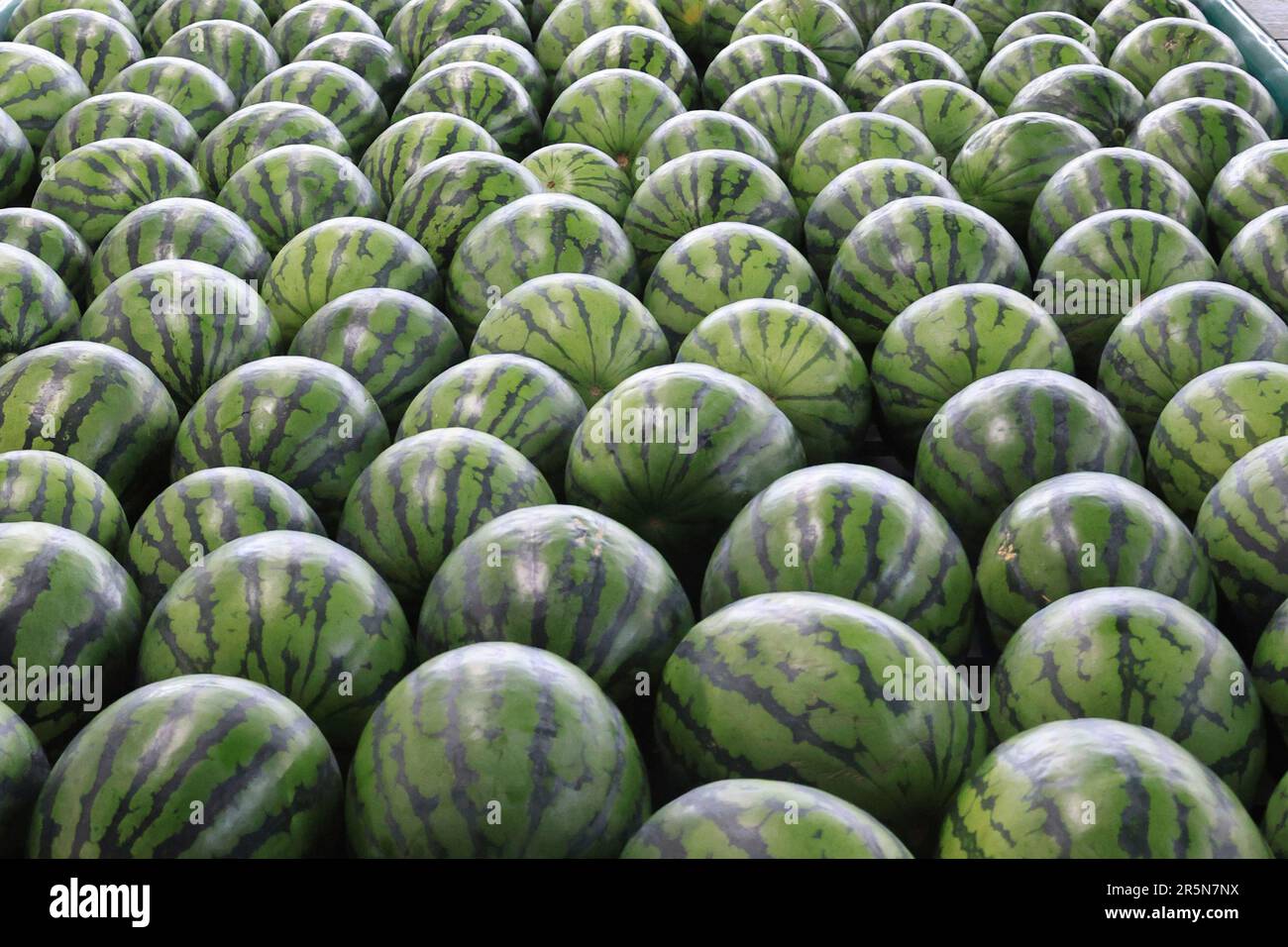 Watermelons are lined up at a fruit sorting facility in Hokuei Town ...