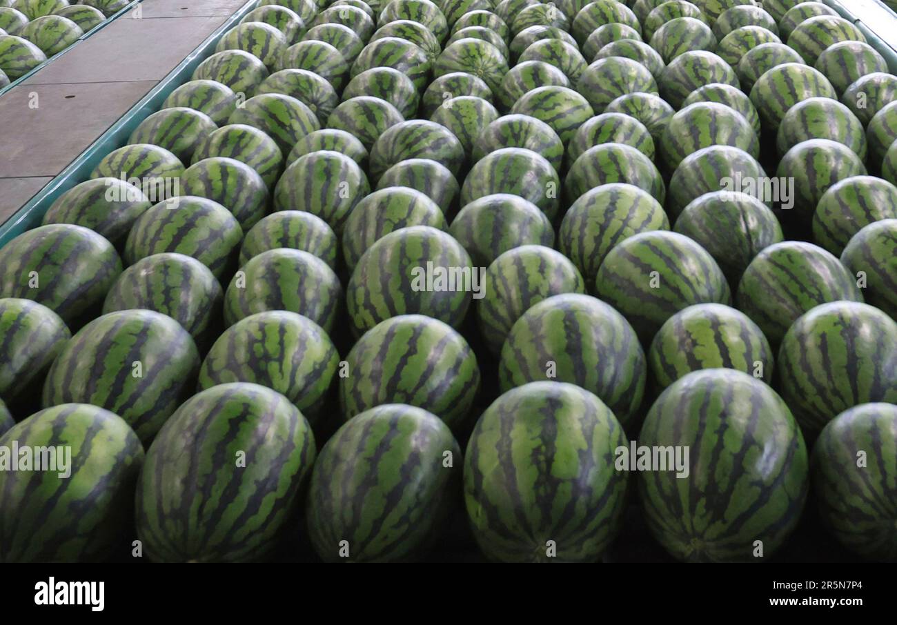 Watermelons are lined up at a fruit sorting facility in Hokuei Town ...