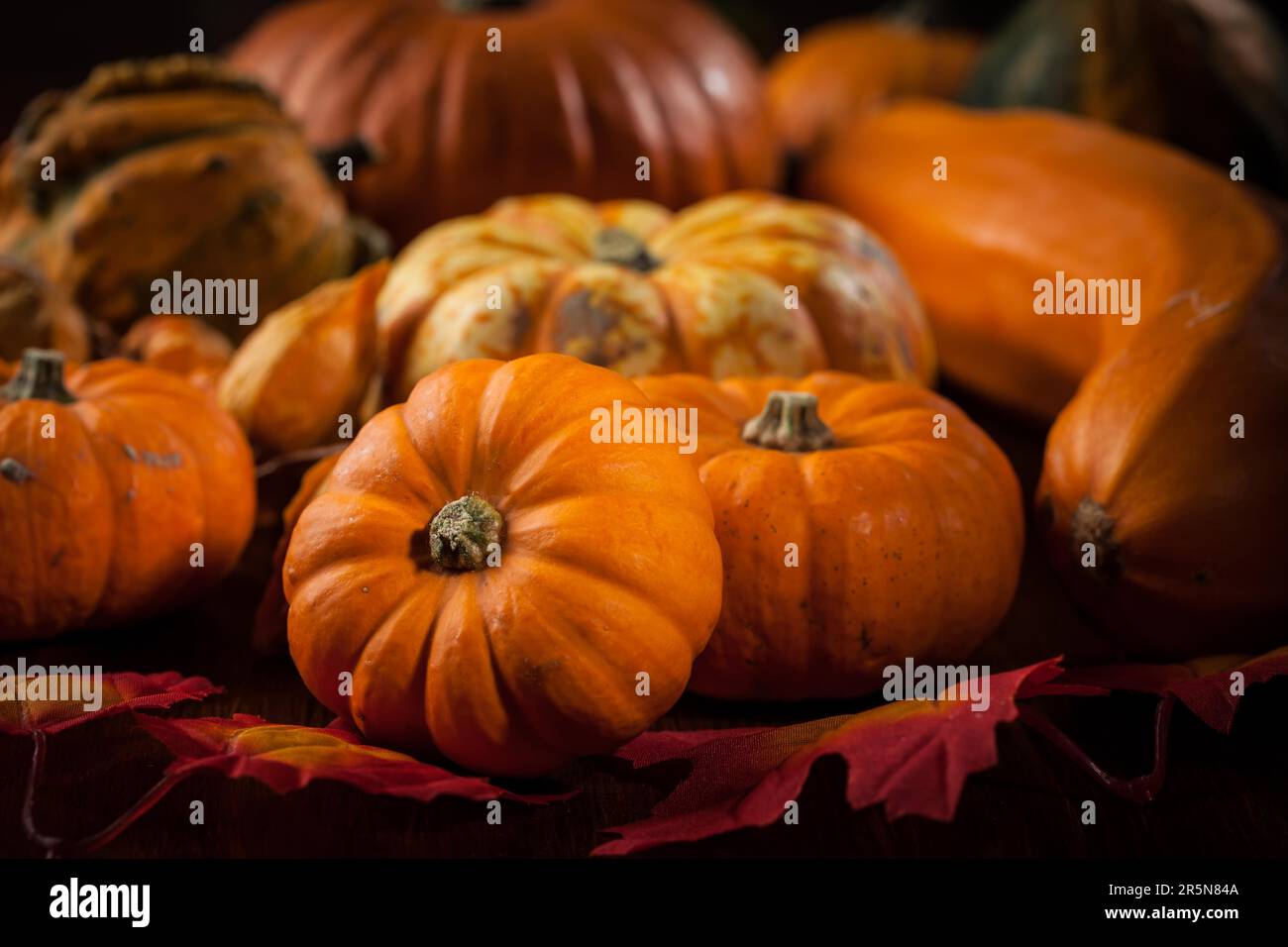 Traditional pumpkins for Thanksgiving and Halloween Stock Photo - Alamy