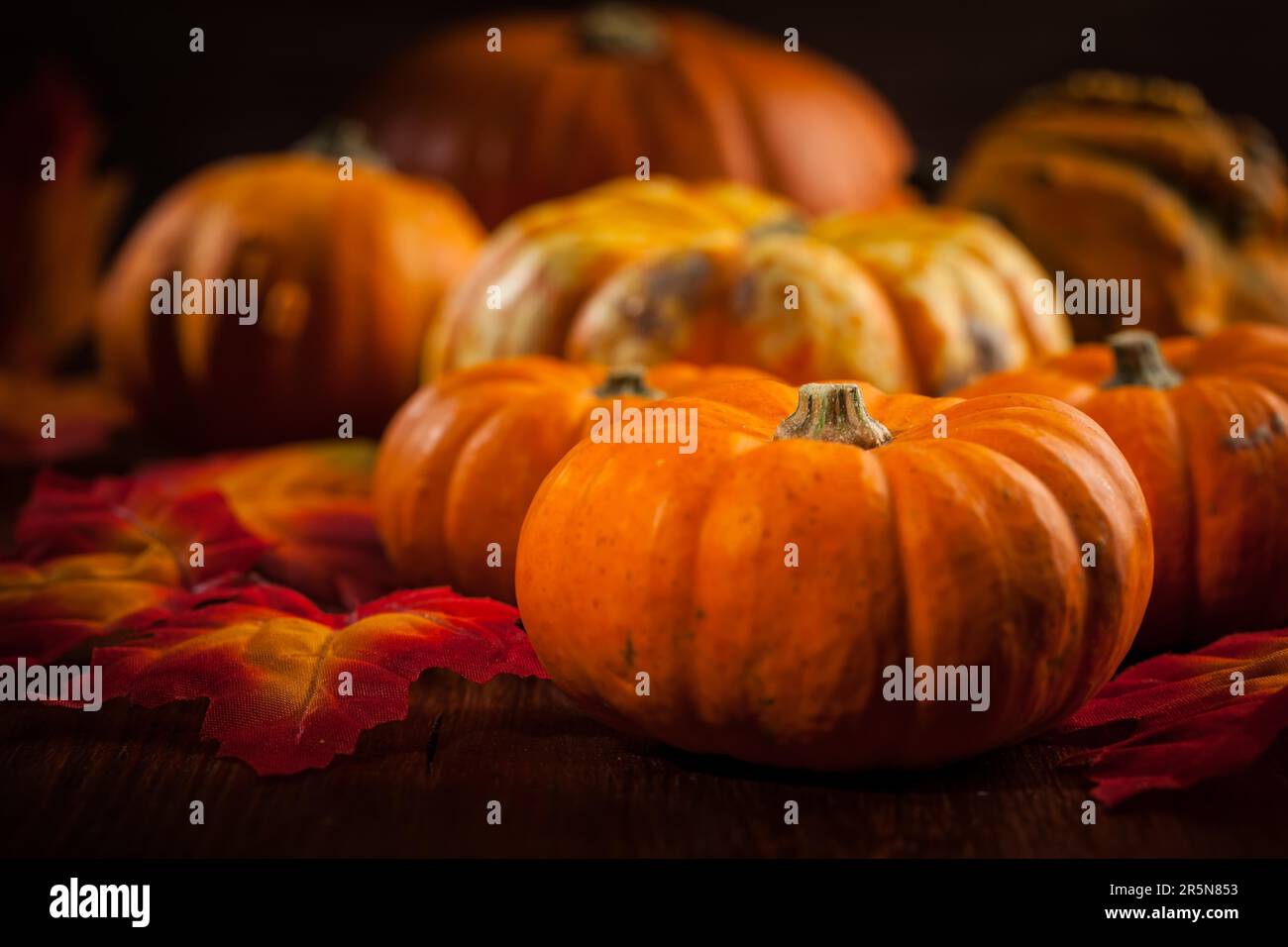 Traditional pumpkins for Thanksgiving and Halloween Stock Photo - Alamy