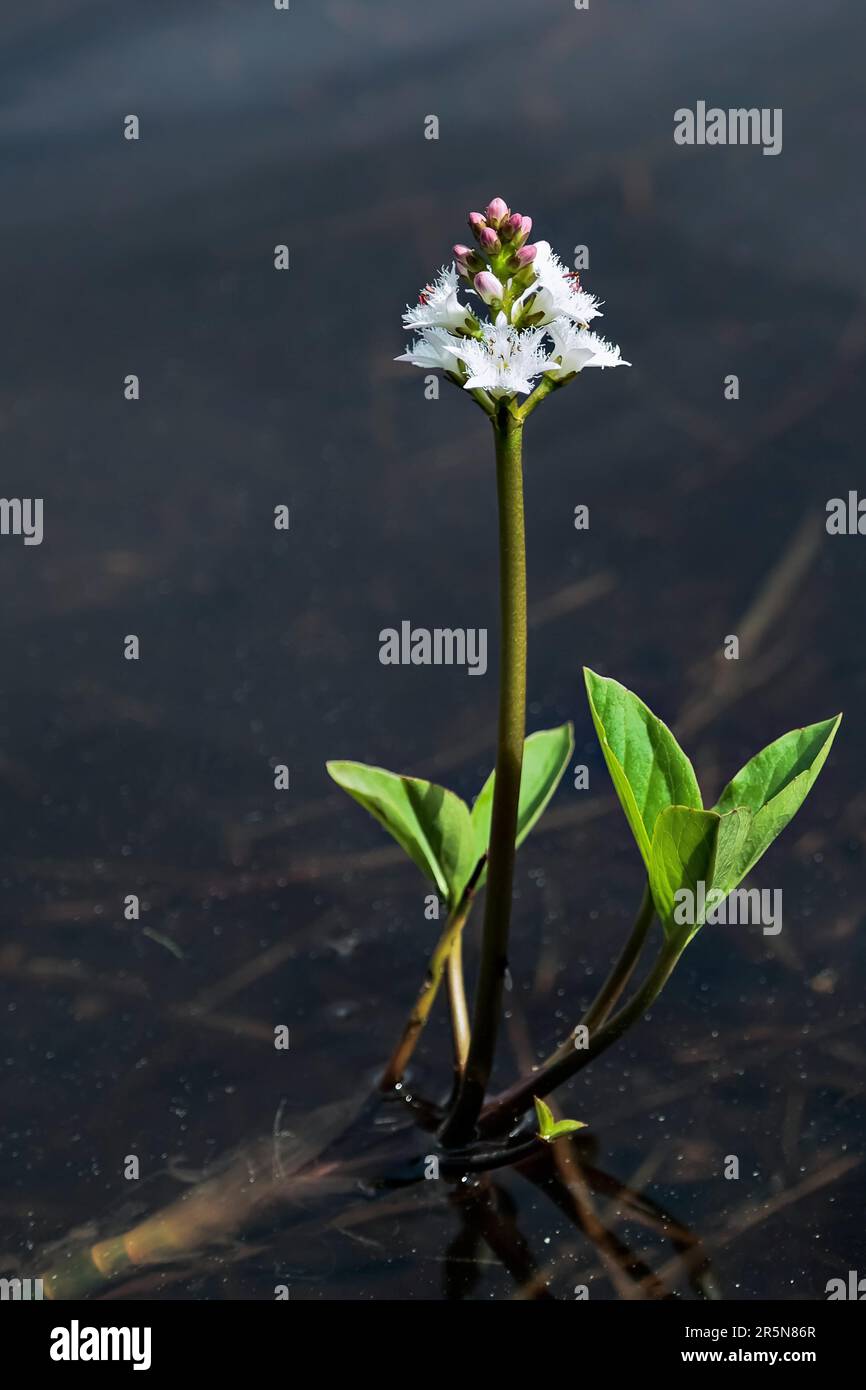 Loch bog hi-res stock photography and images - Alamy