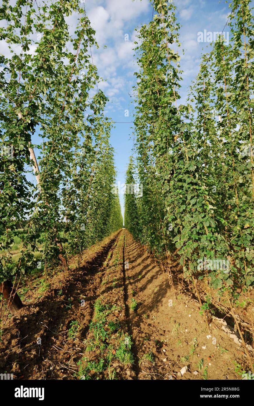Agricultural landscape with a hop field in Bavaria Stock Photo - Alamy