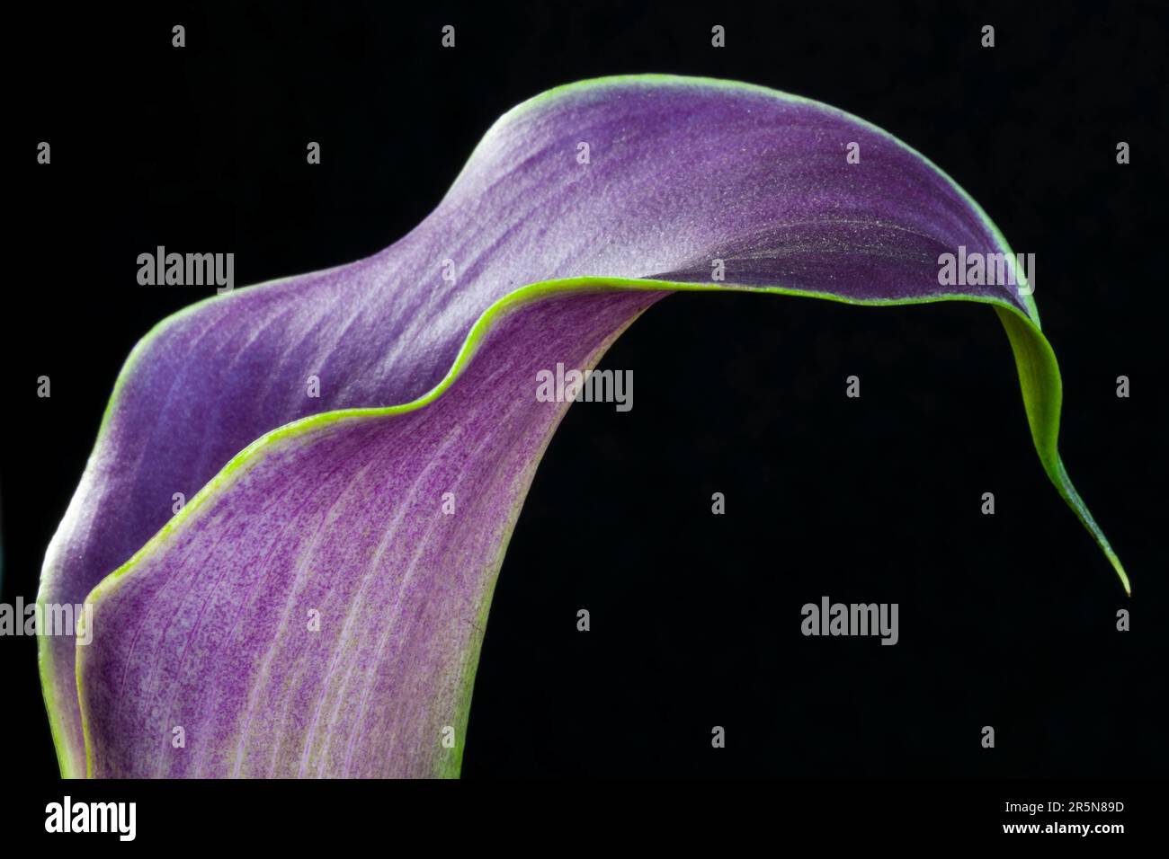 Purple Calla Lily Stock Photo - Alamy