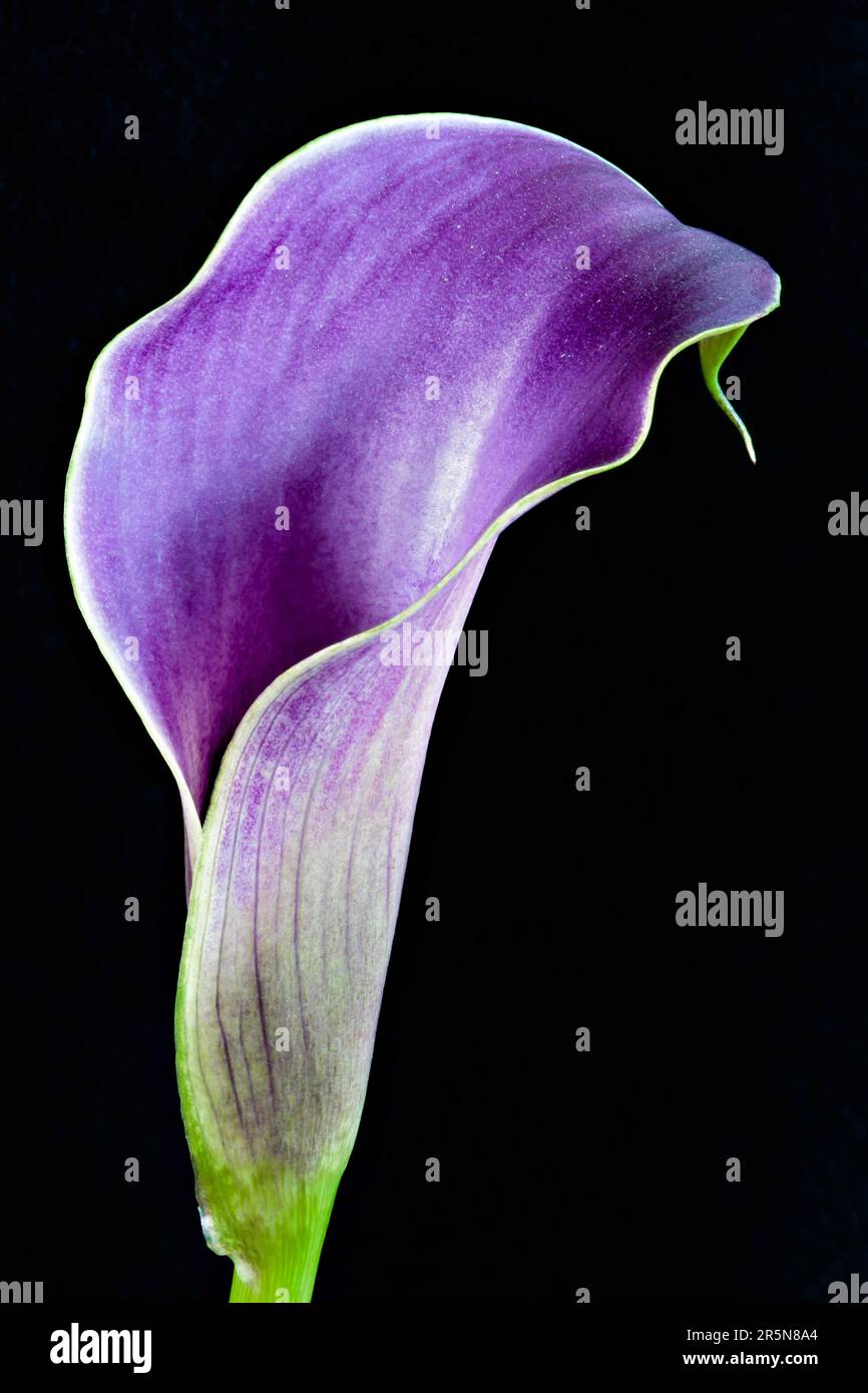 Purple Calla Lily Stock Photo - Alamy