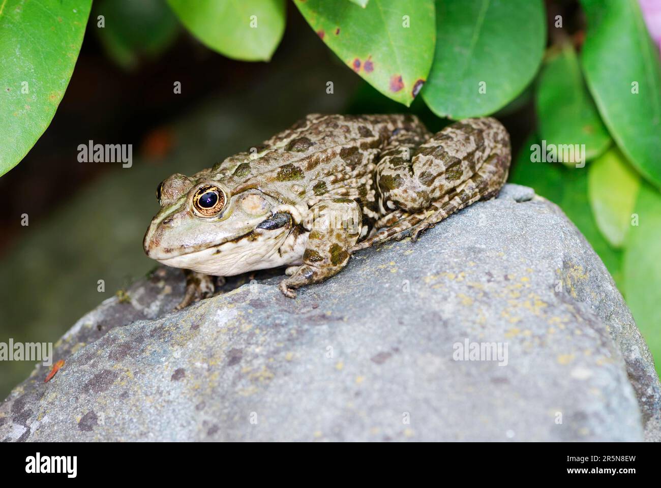 Closeup of a frog sitting on a stone Stock Photo - Alamy