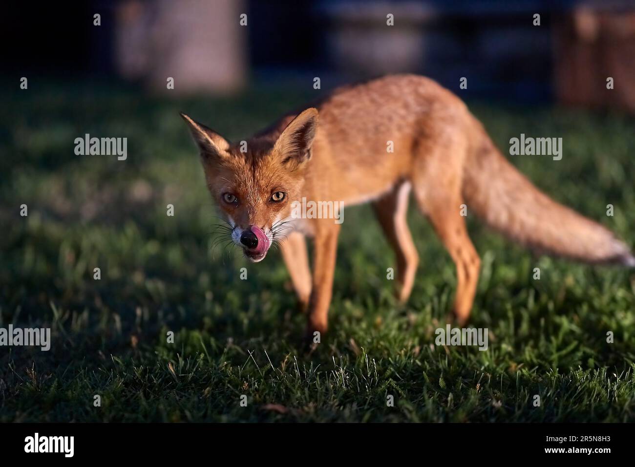 Fox night countryside hi-res stock photography and images - Alamy
