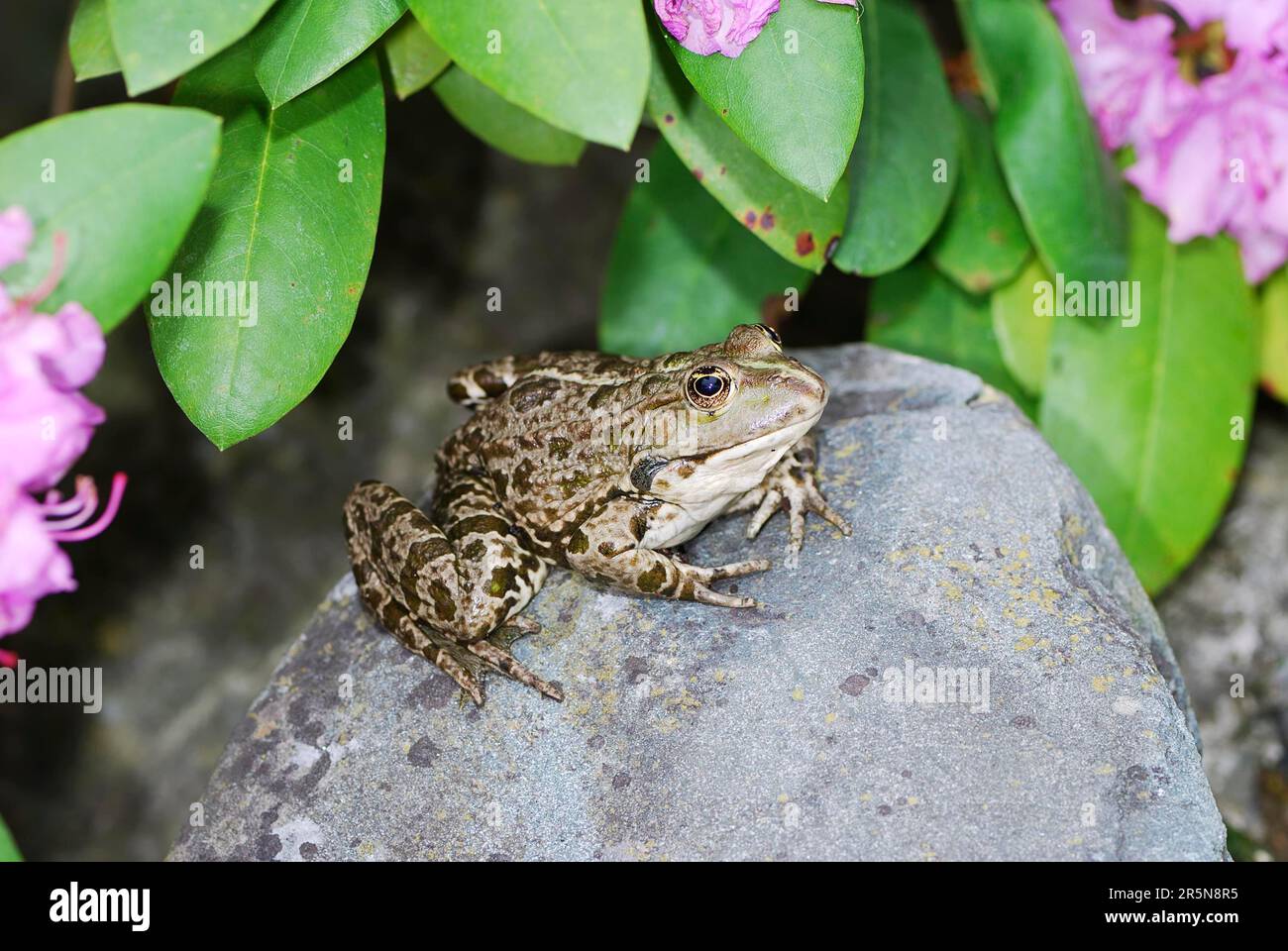 Closeup of a frog sitting on a stone Stock Photo - Alamy