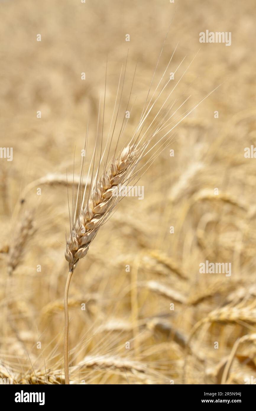 Closeup photo of wheat Stock Photo - Alamy