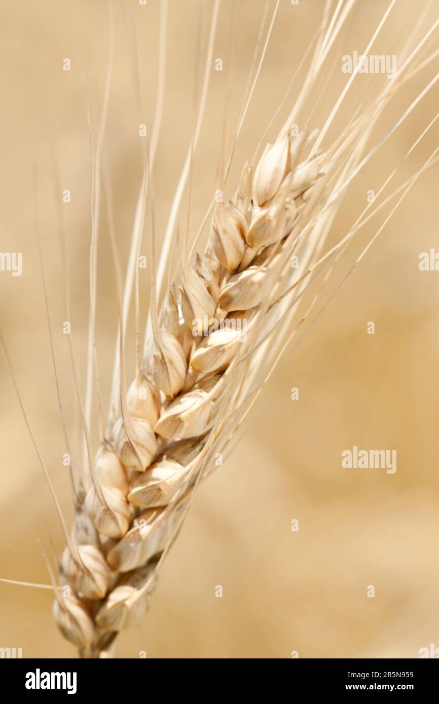 Wheat ear cutout hi-res stock photography and images - Alamy