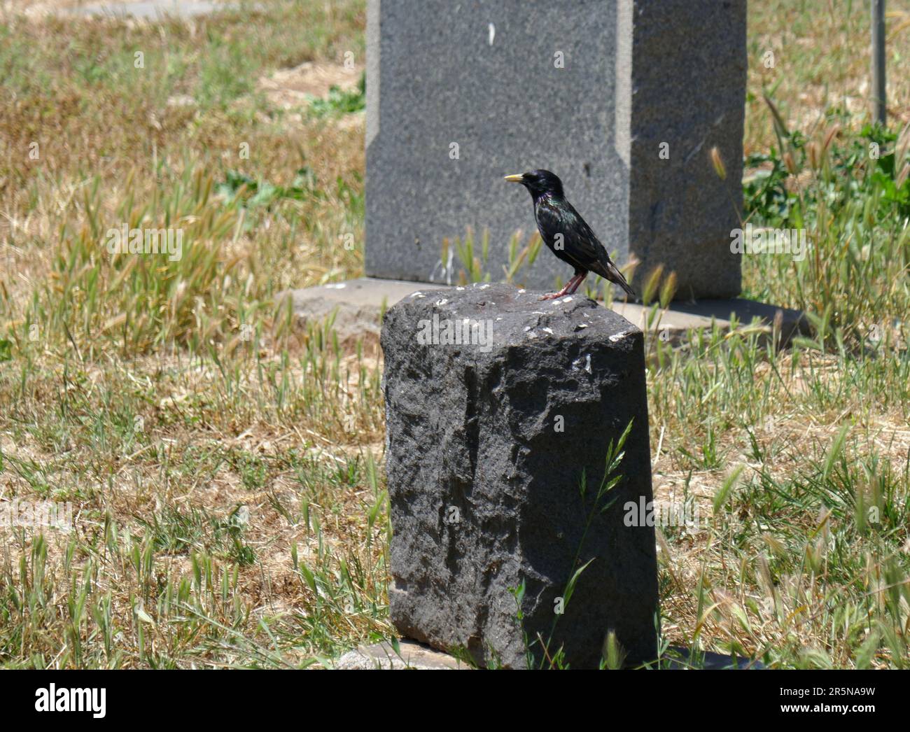 Los Angeles, California, USA 3rd June 2023 Bird on Grave at Evergreen ...