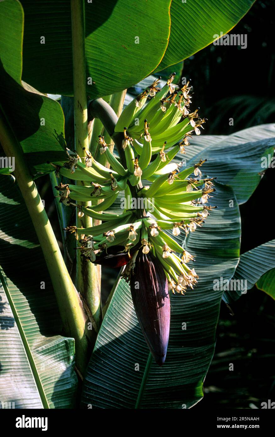 The fruit of the banana (Musa paradisiaca Linn) (Musa acuminata) tree ...