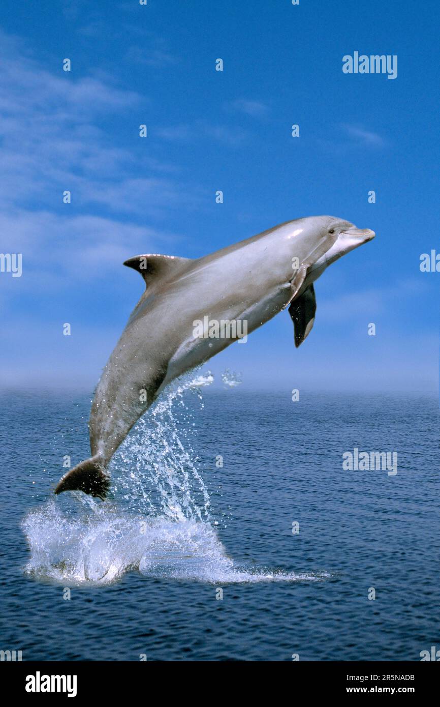 Bottlenose dolphin (Tursiops truncatus), dolphin, dolphin Stock Photo ...