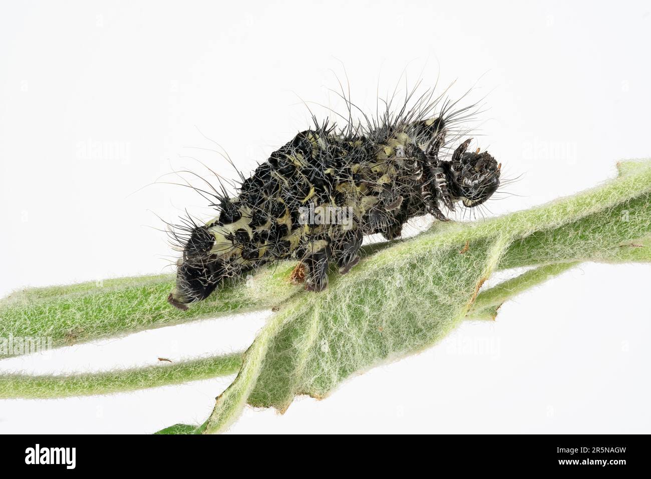 Caterpillar skin of the small night peacock (Saturnia pavonia), Lower ...