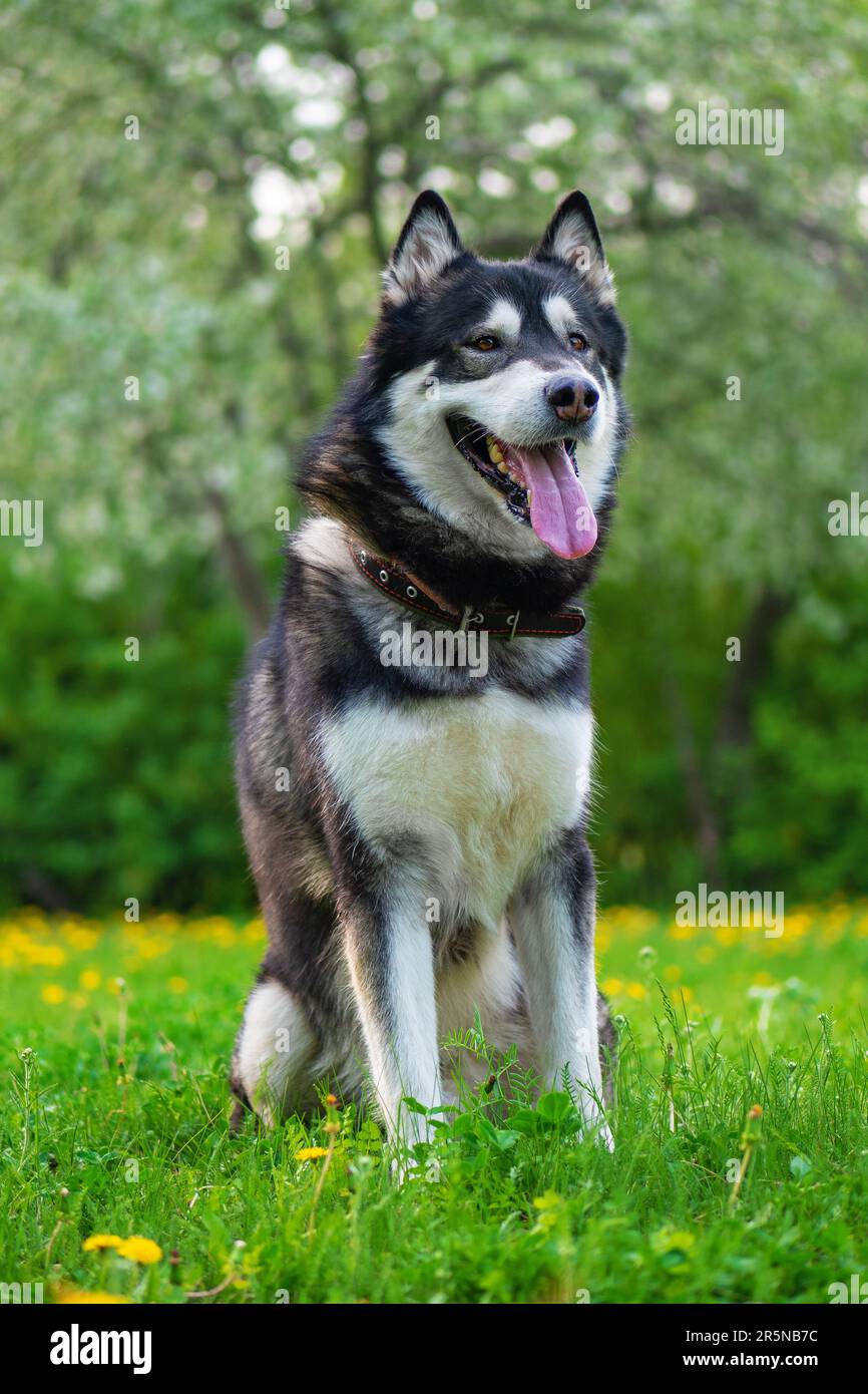 Alaskan Malamute Full Grown