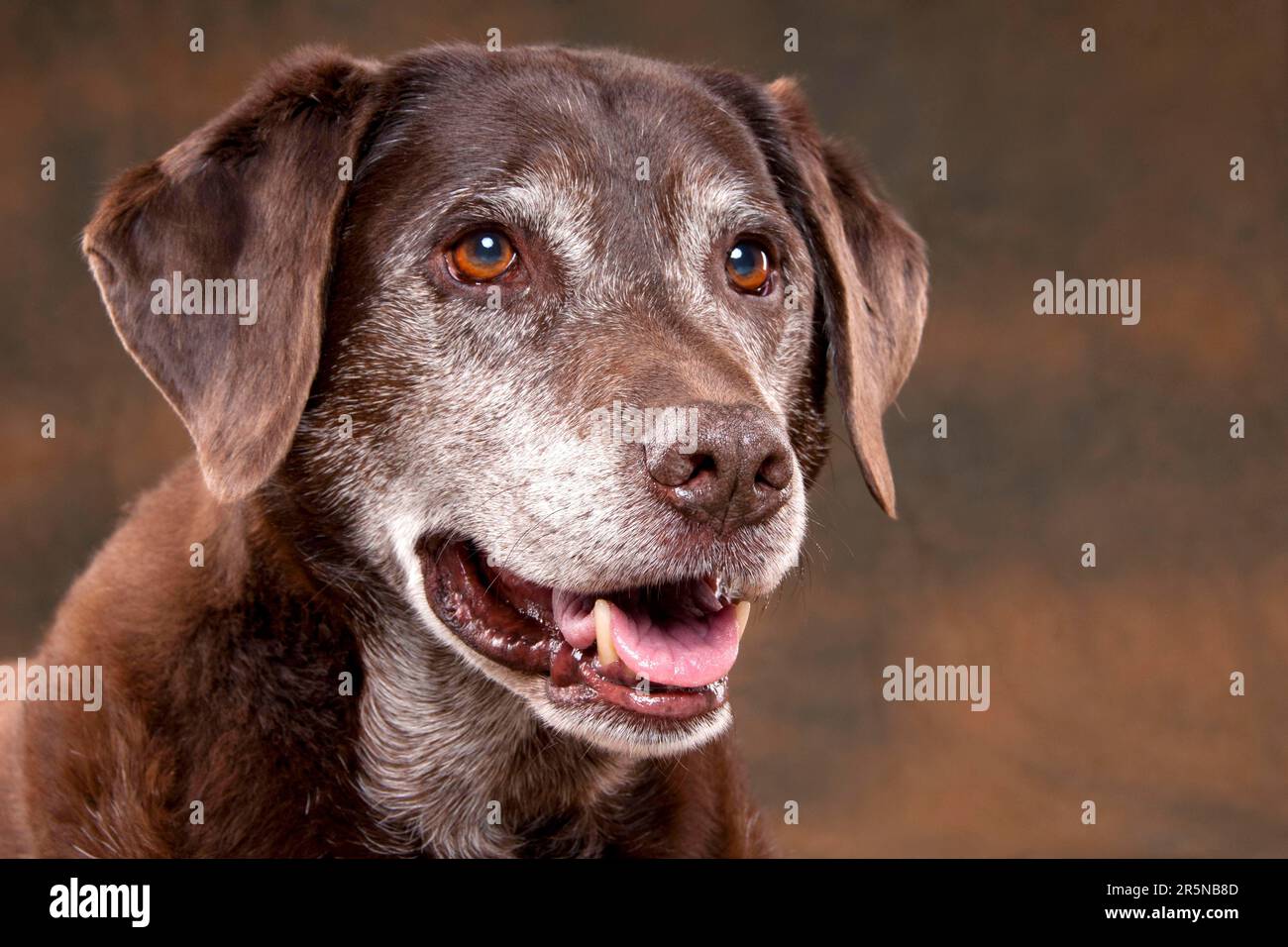Brown, old dog Stock Photo - Alamy