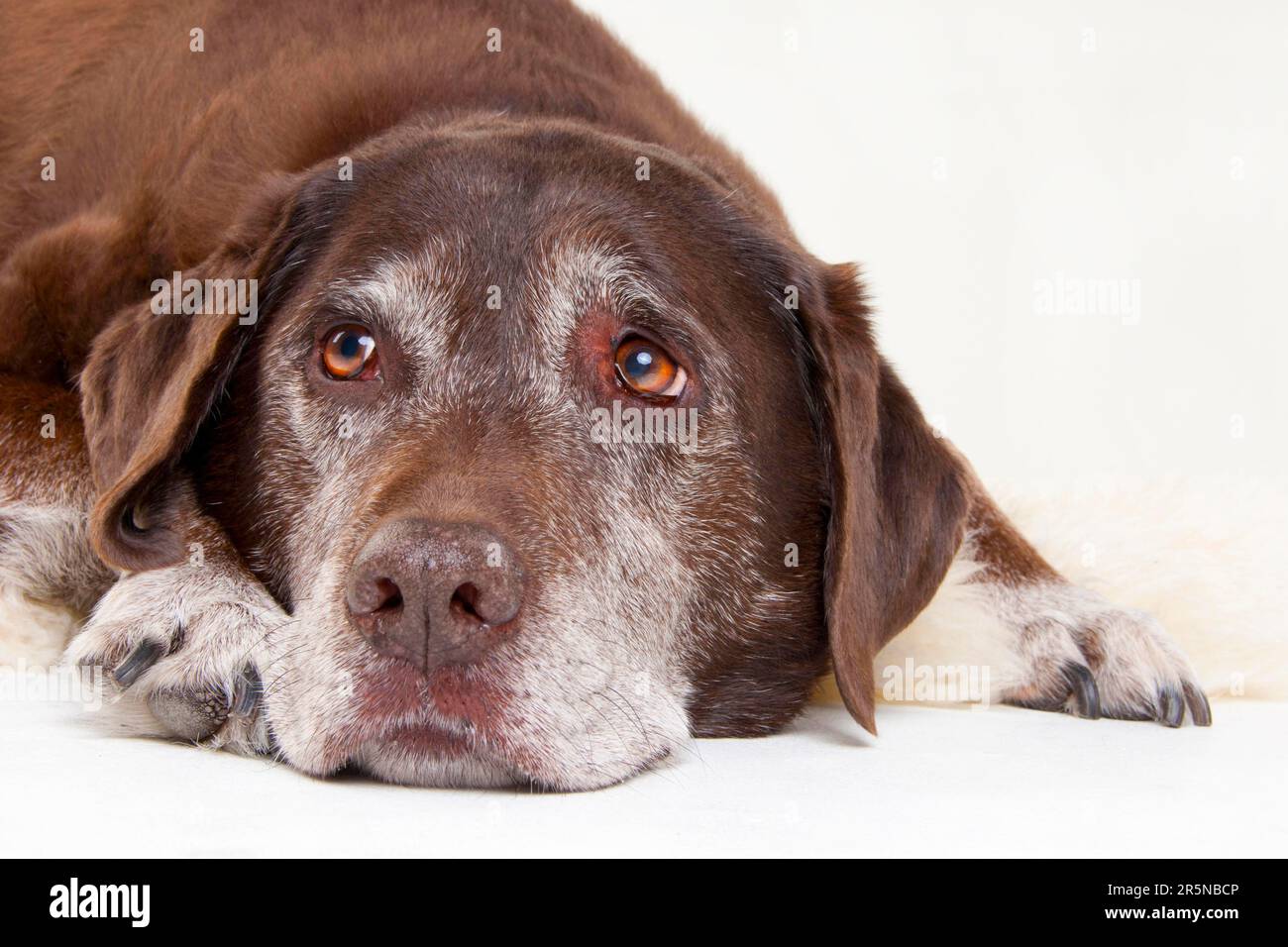 Brown, old dog Stock Photo - Alamy