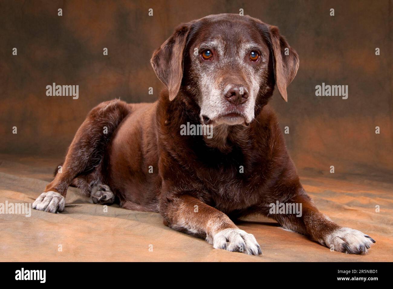 Brown, old dog, optional Stock Photo - Alamy