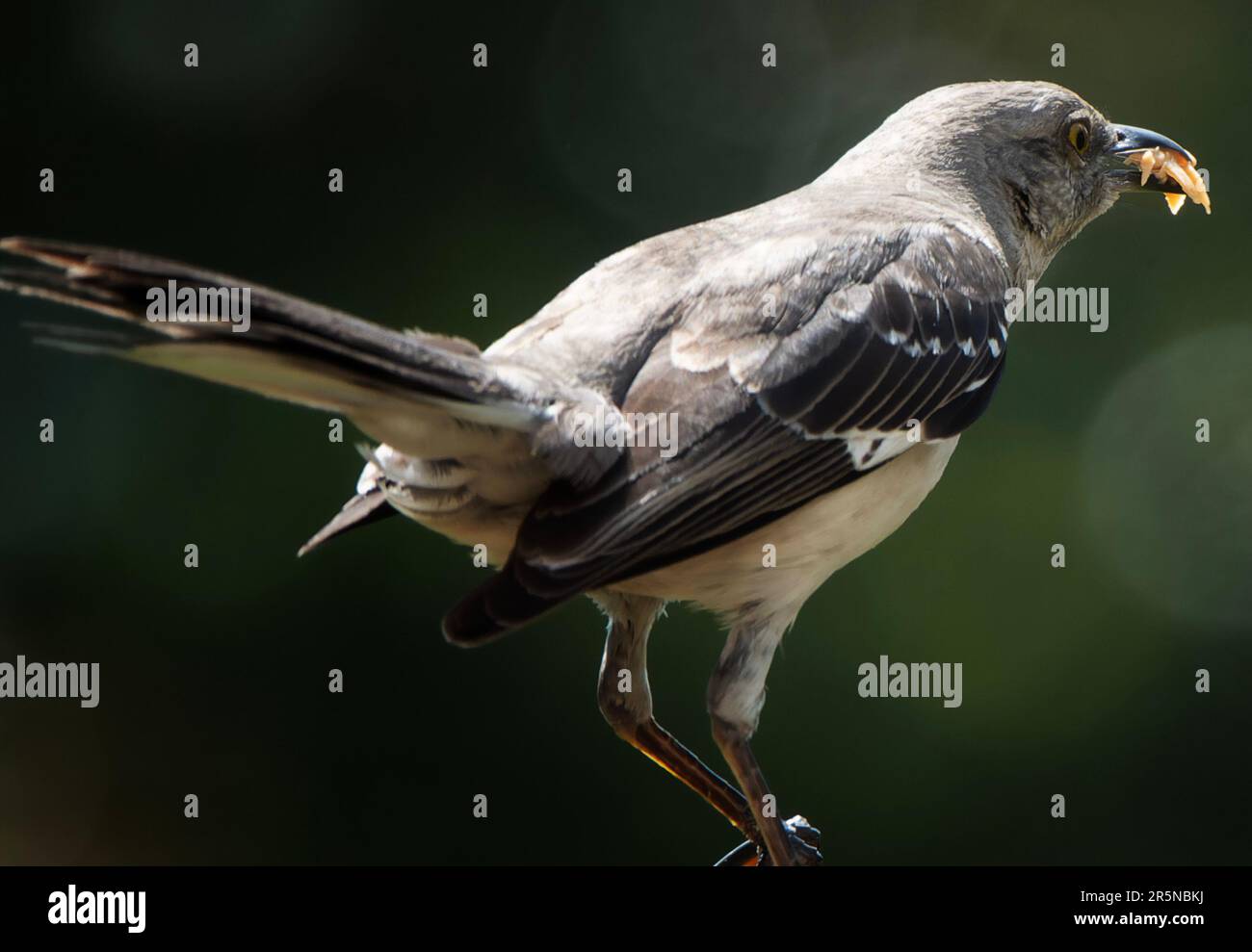 A Northern Mockingbird wirh a mouthful of food Stock Photo - Alamy