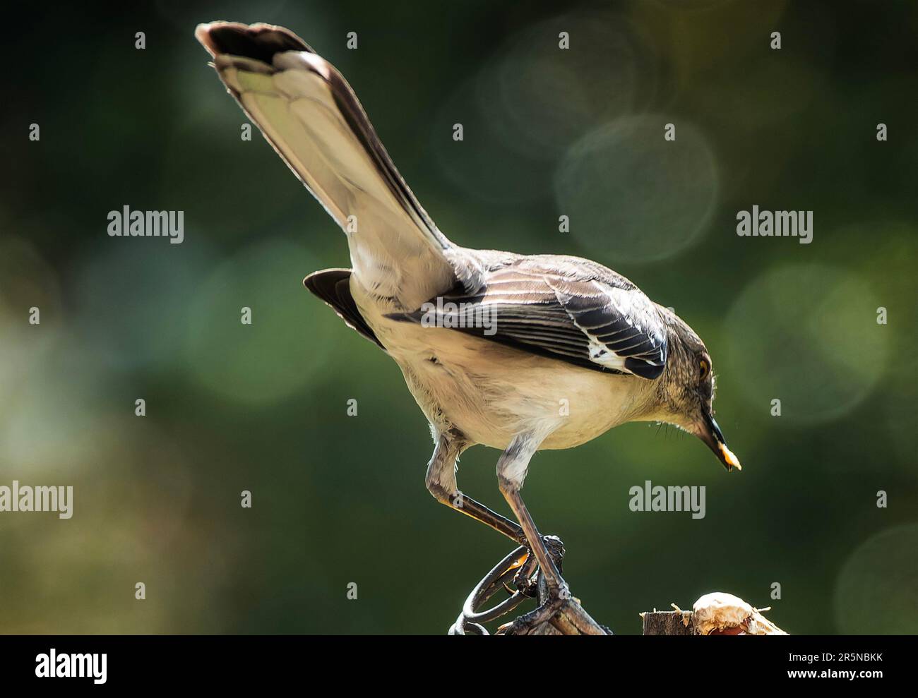A Northern Mockingbird wirh a mouthful of food Stock Photo - Alamy