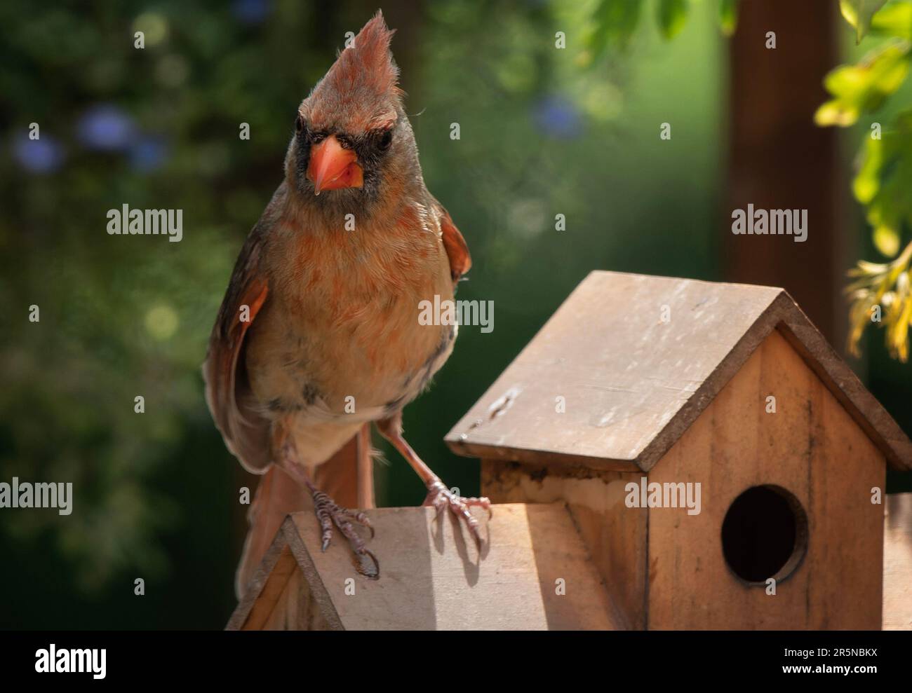 A female Northern Cardinal on the roof of a birdhouse Stock Photo - Alamy