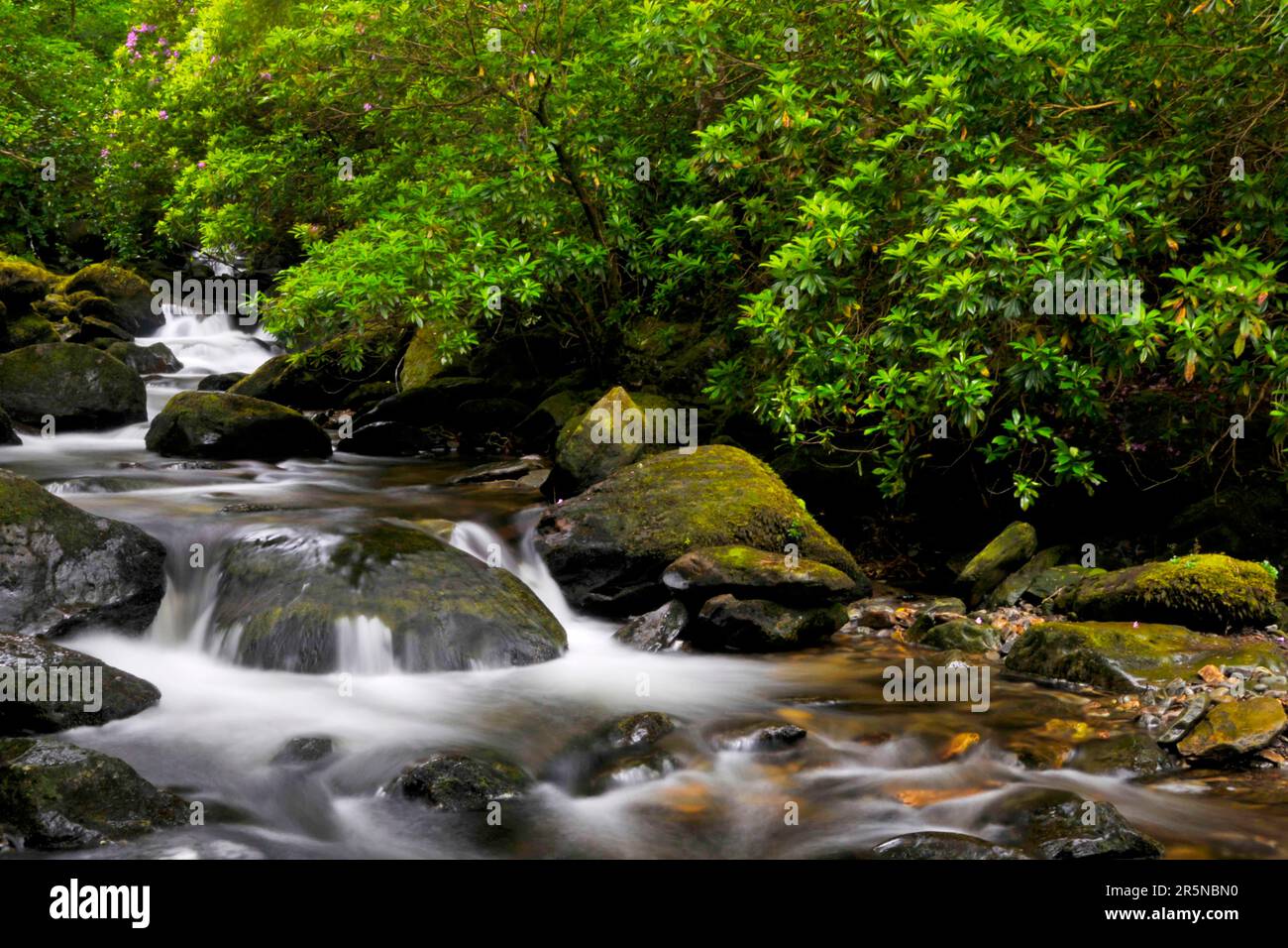 The forest to geography hi-res stock photography and images - Alamy