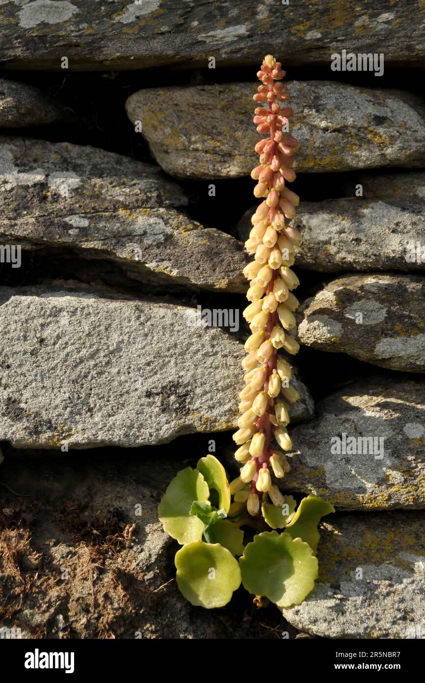 Umbilicus plant hi-res stock photography and images - Alamy