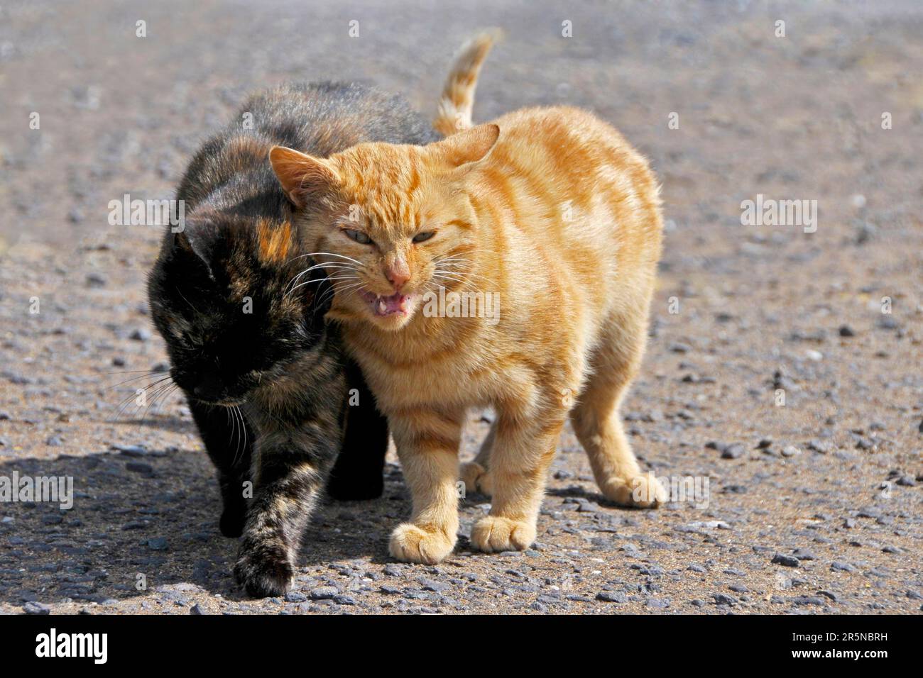 Mature couple two cats hi-res stock photography and images - Alamy