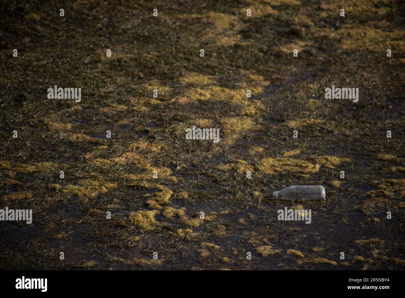 litter, trash, garbage being left in nature and harming the ecosystem ...