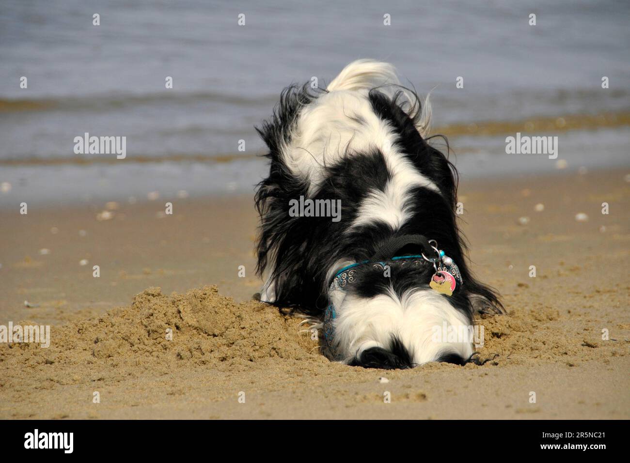 Cavalier King Charles Spaniel, tricolour, island Texel, dig, digging ...