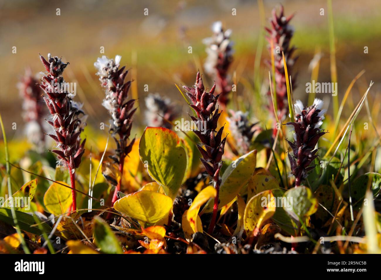 Arctic Willow (Salix arctica), Baffin Island, Nunavut, Canada, Rock ...