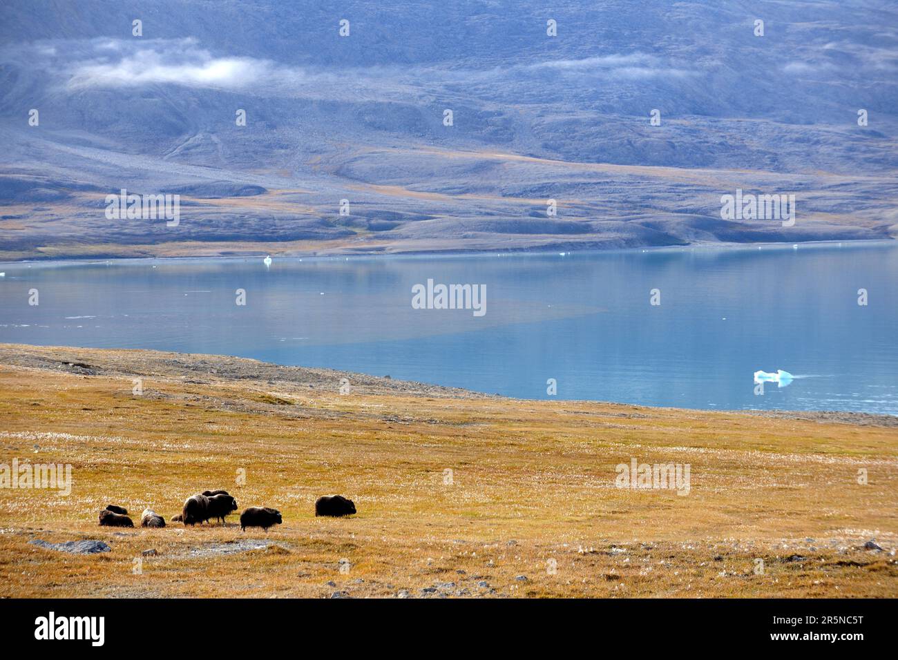 Musk oxes (Ovibos moschatus), Devon Island, Nunavut, Canada Stock Photo ...