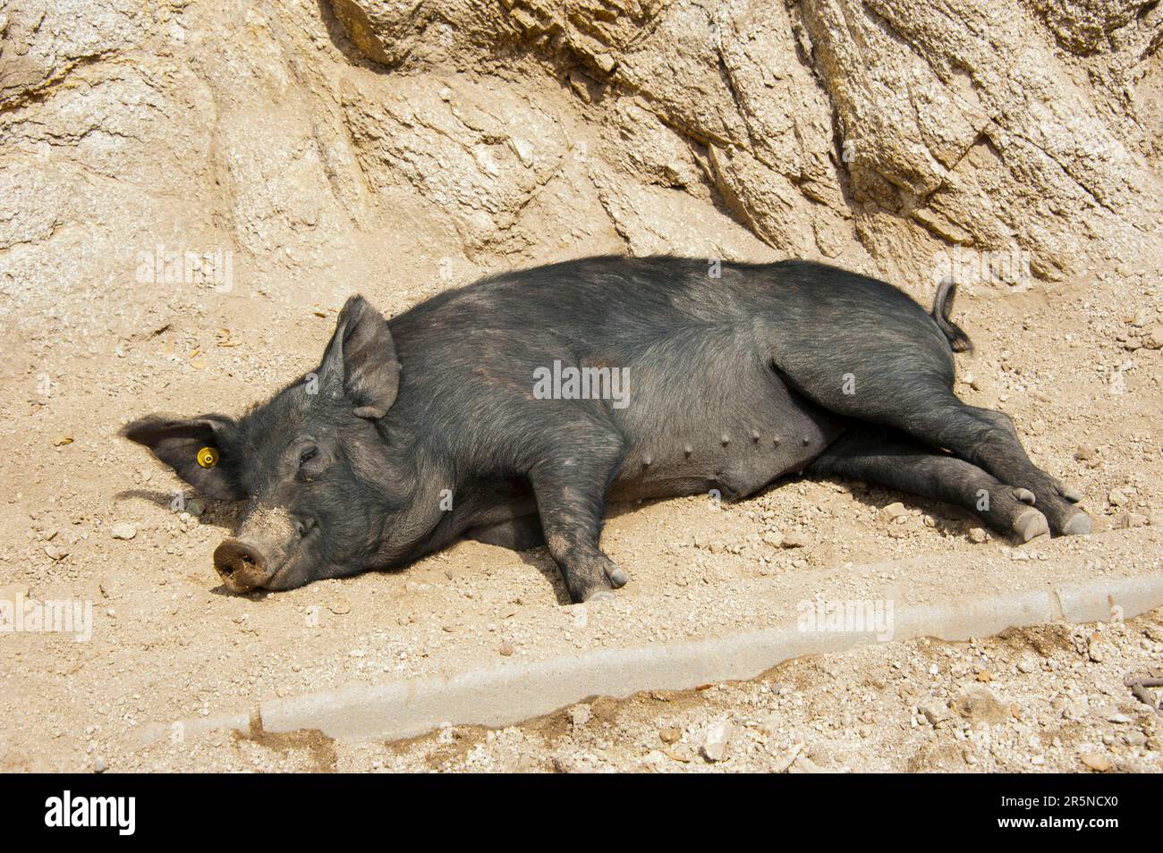 Domestic pig in the wild, Corsica, France Stock Photo - Alamy