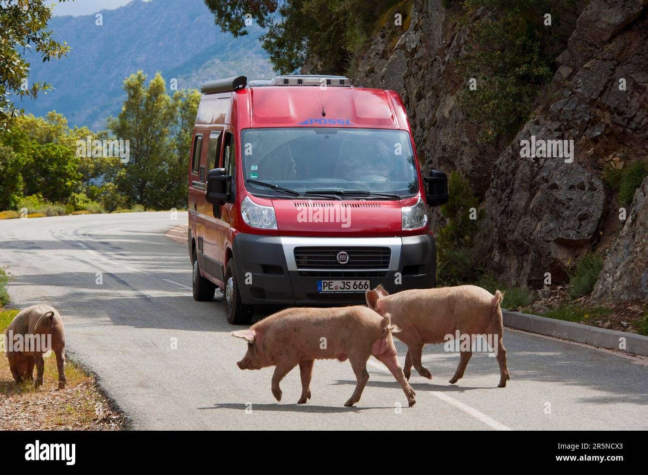 Free-roaming domestic pigs on the road, Corsica, France Stock Photo - Alamy