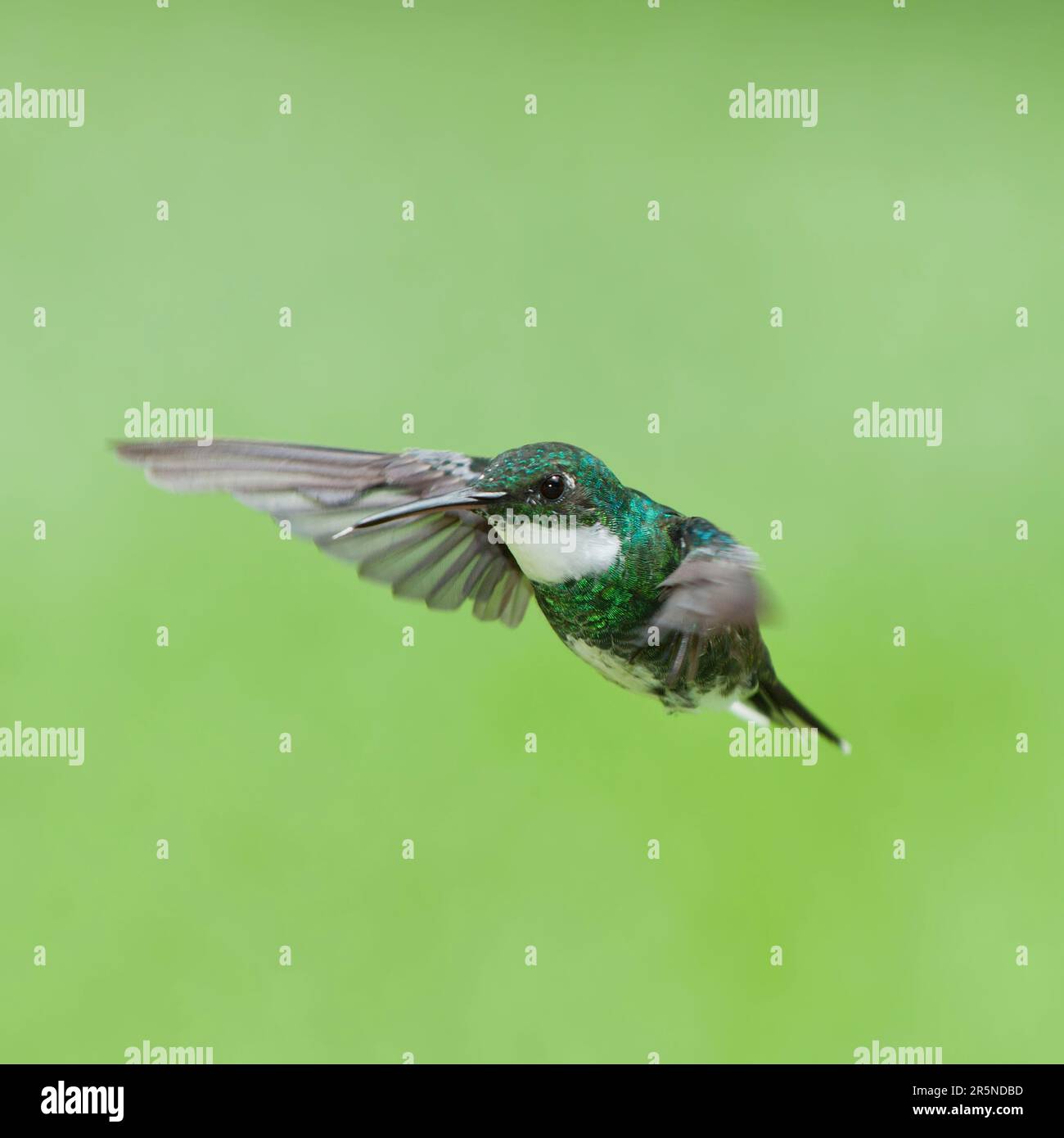 Paraná delta argentina hi-res stock photography and images - Alamy