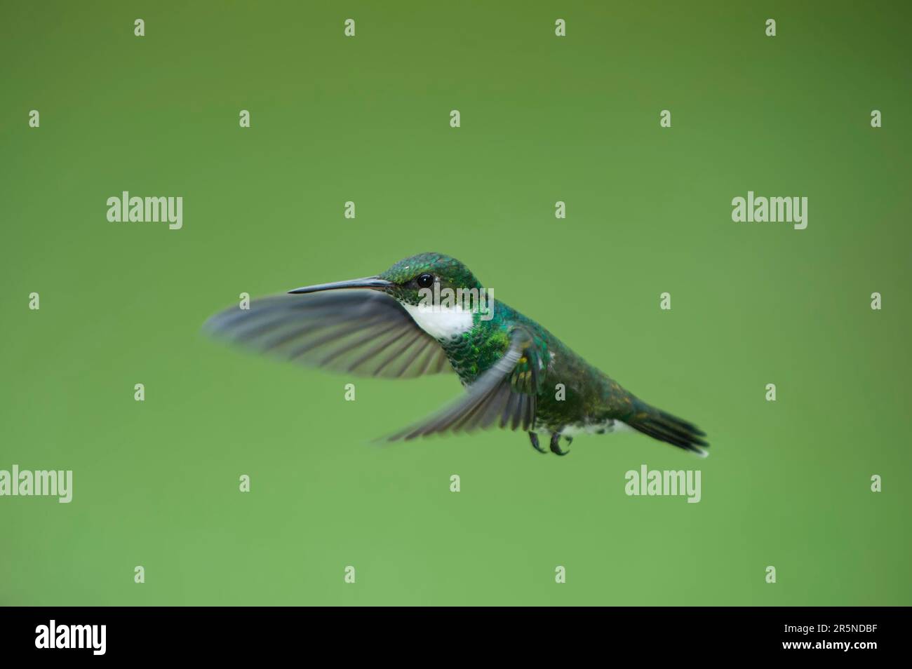 White-throated Hummingbird (Leucochloris albicollis), Parana Delta ...