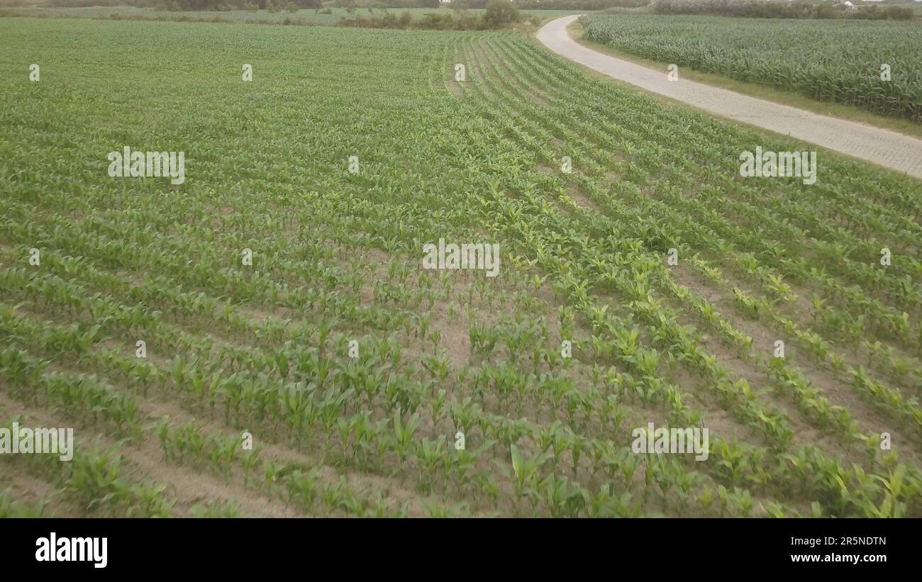 Aerial view of a corn field on a cloudy day Stock Photo - Alamy